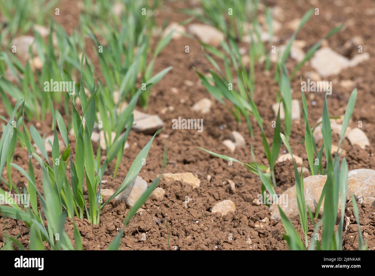 Spring barley at post emergence (hordeum vulgare) growing in a field ...