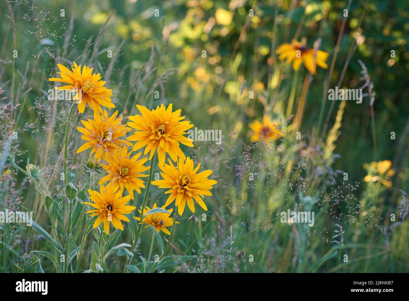 bouquet of yellow rudbeckias in the meadow Stock Photo - Alamy
