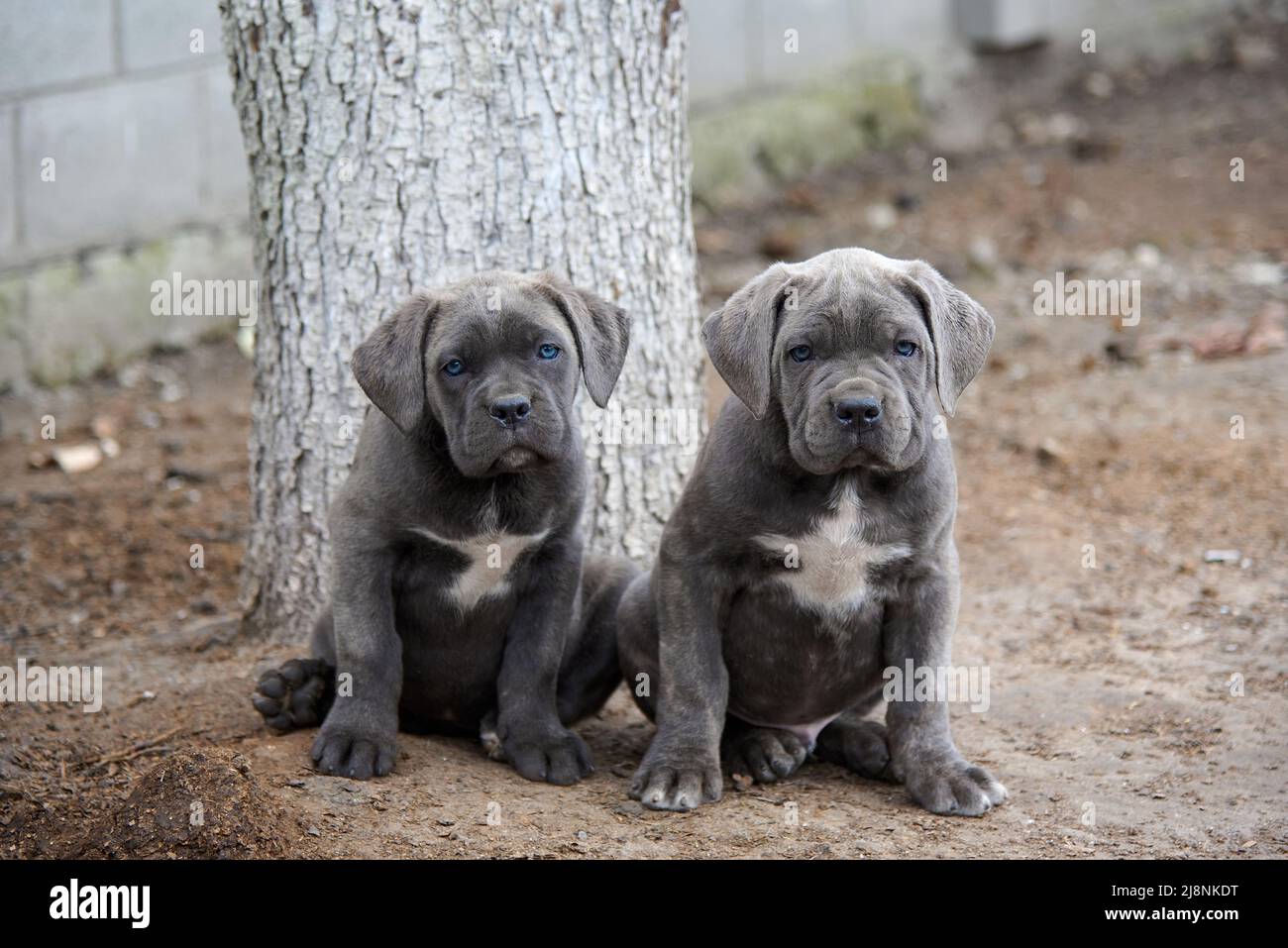 two puppies of cane corso Stock Photo - Alamy