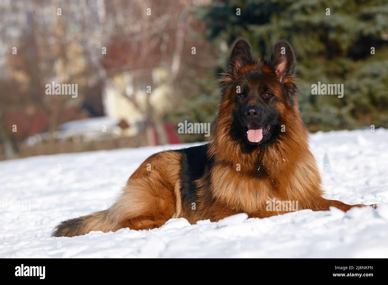 brown german shepherd dog in snow Stock Photo - Alamy