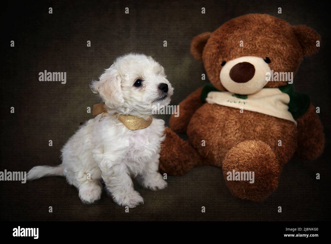 Bichon Frise Puppies Brown
