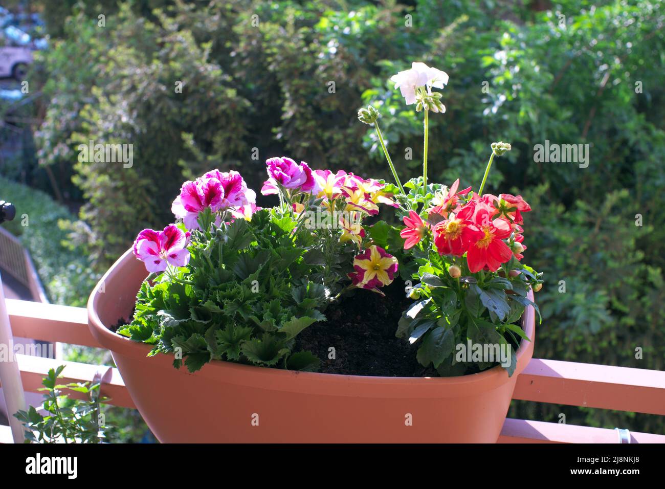 Window box with geraniums and dahlias Stock Photo - Alamy
