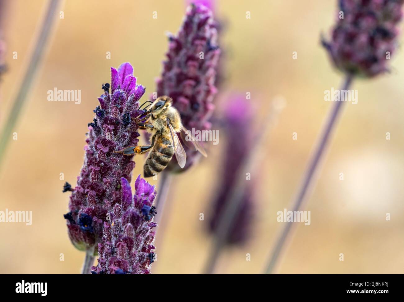 Macro photo of honey bee collecting pollen on topped or spanish ...
