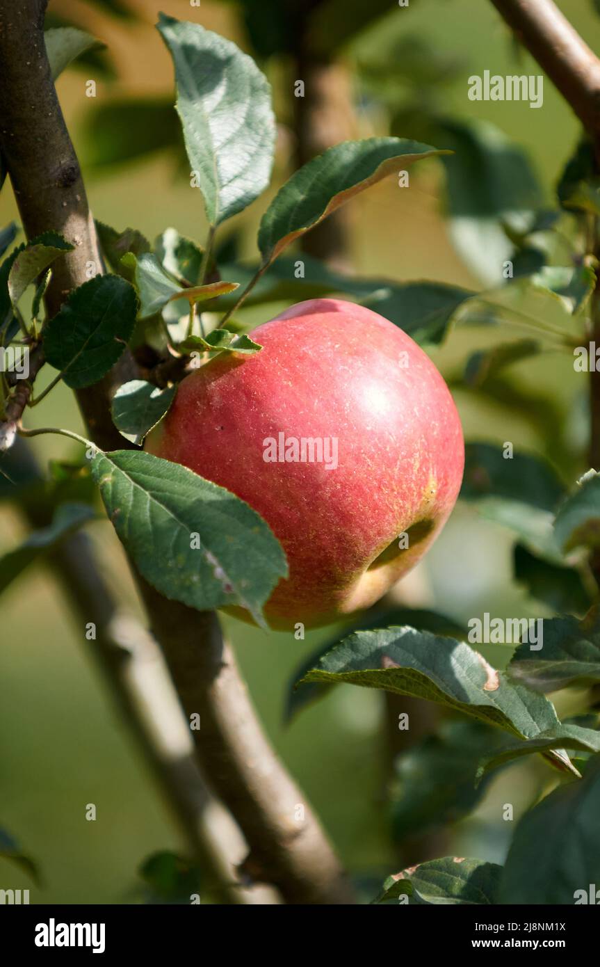 one red apple on tree Stock Photo - Alamy