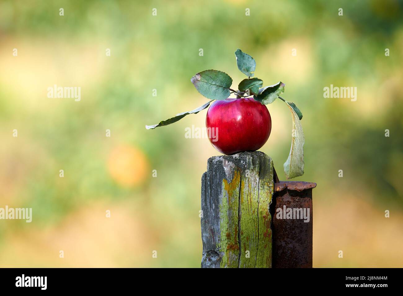 One ripe red apple on hi-res stock photography and images - Alamy