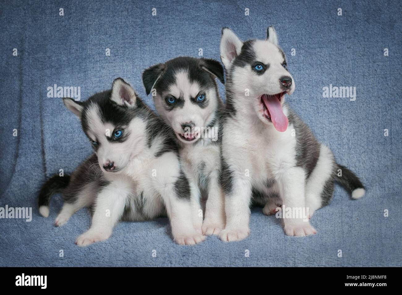 three cute husky puppies on blue background Stock Photo - Alamy