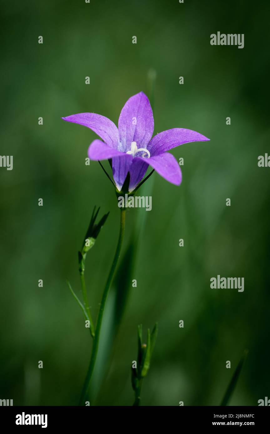 bluebell flower in the garden on green background Stock Photo - Alamy