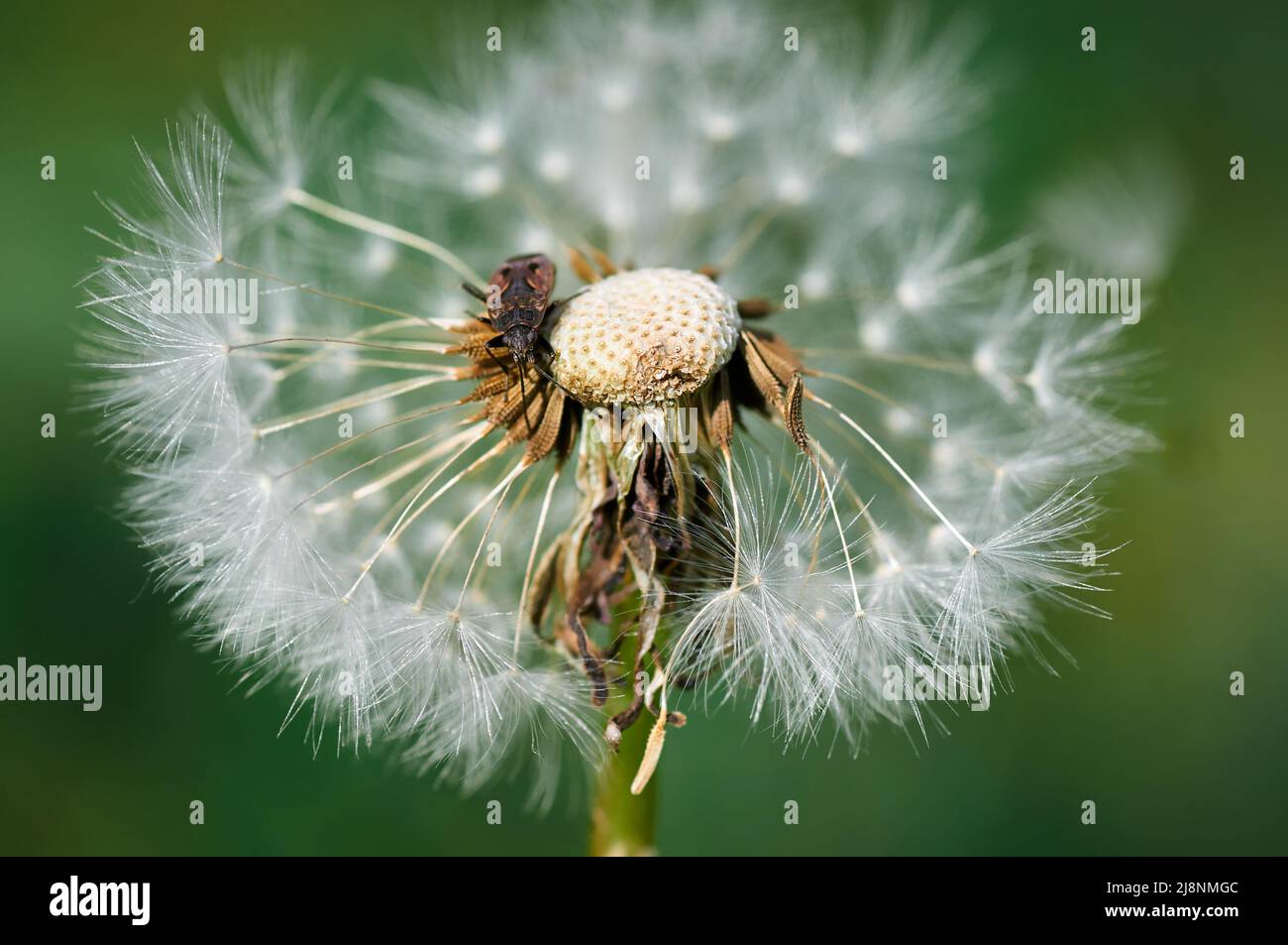 old dandelion head and brown bug Stock Photo - Alamy