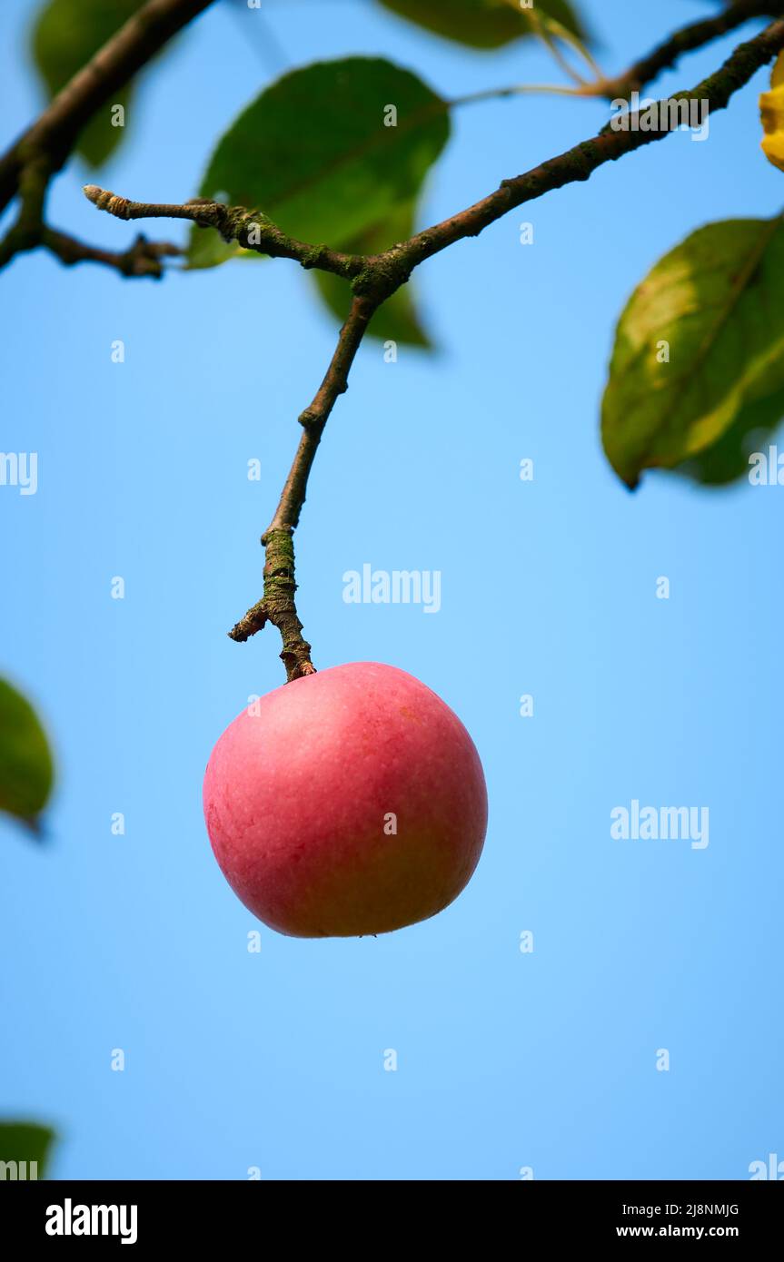 one red apple on branch on blue sky background Stock Photo - Alamy