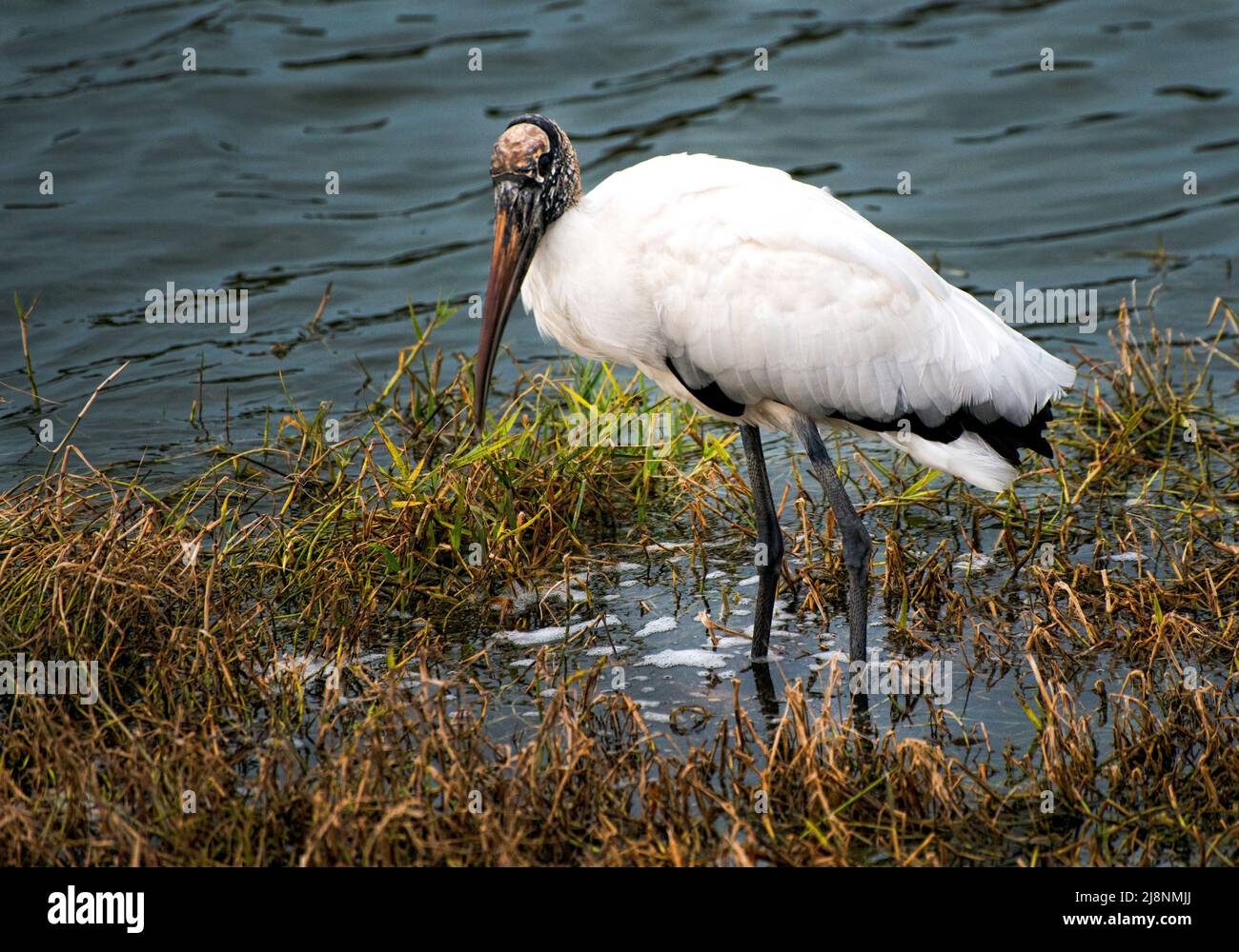 Stork close up hi-res stock photography and images - Alamy