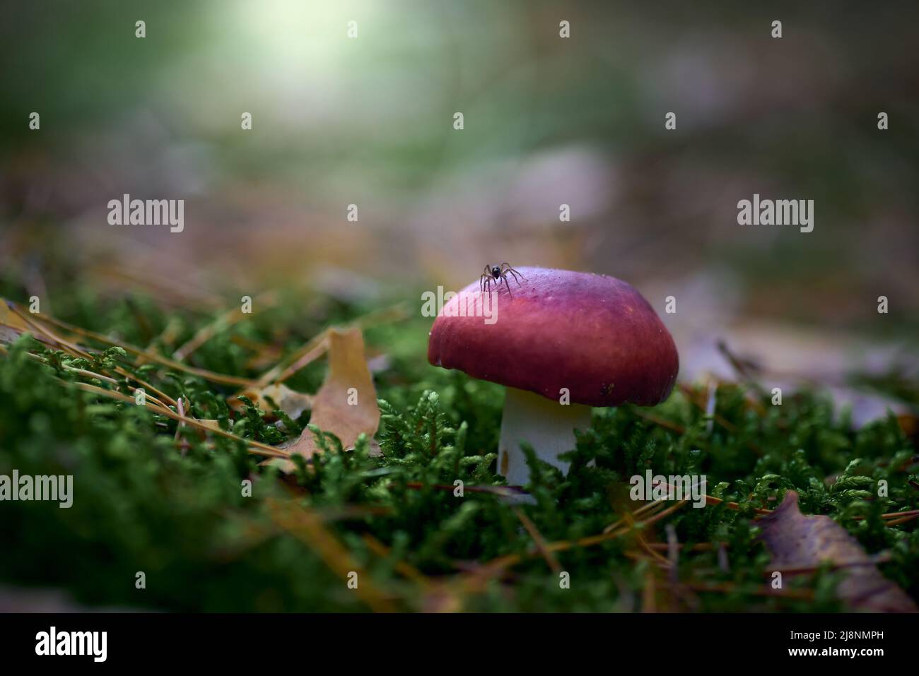 Spider and mushrooms hi-res stock photography and images - Alamy