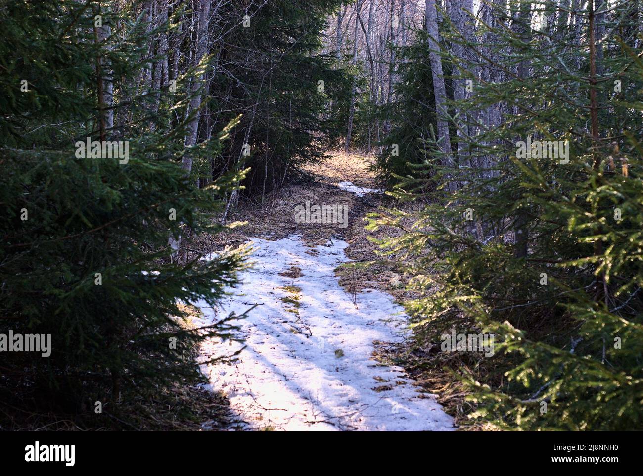 Snow melting in a forest hi-res stock photography and images - Alamy