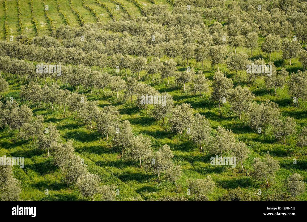 Olive trees in spring hi-res stock photography and images - Alamy