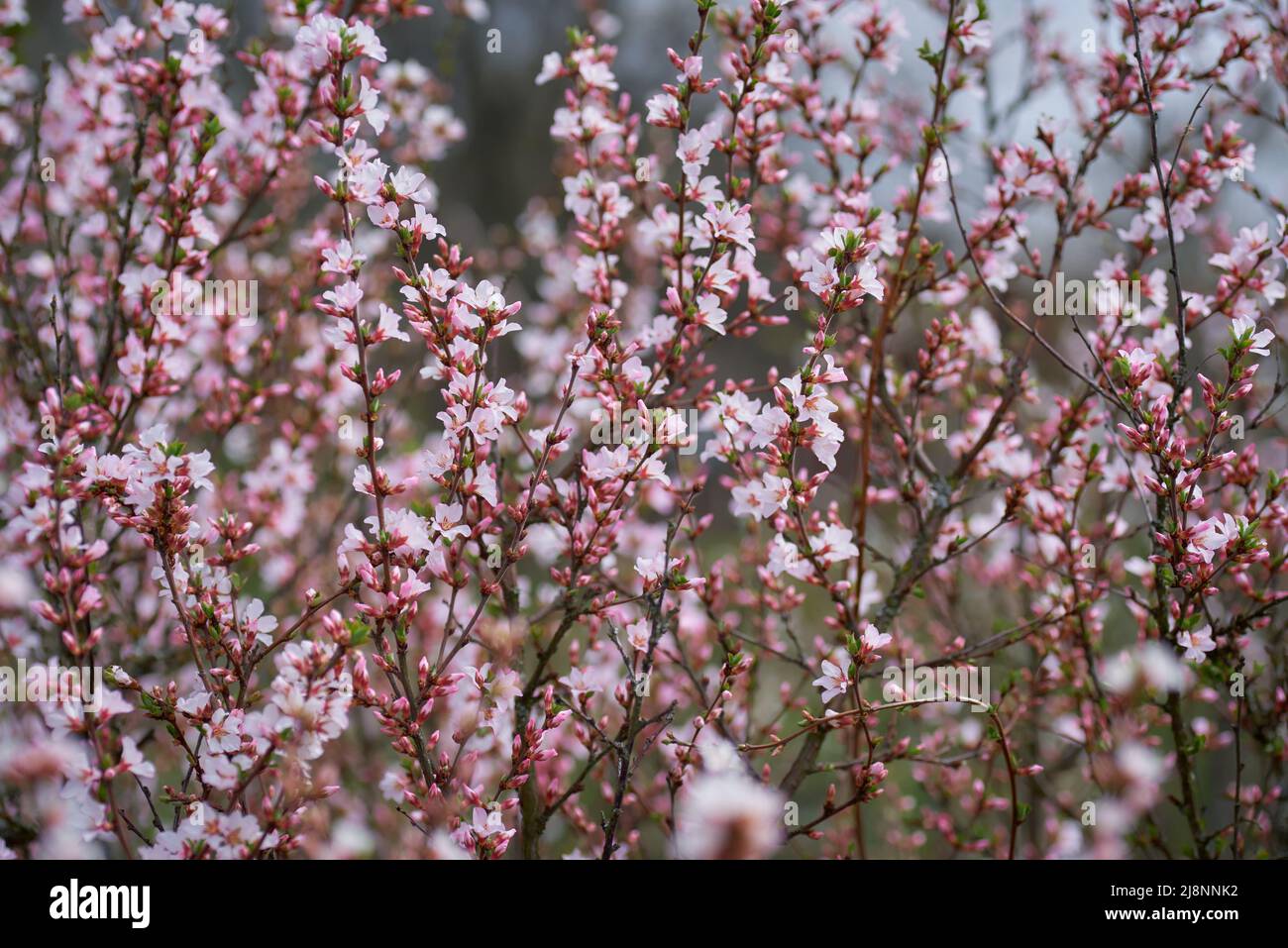 pink and white blossom in spring Stock Photo - Alamy