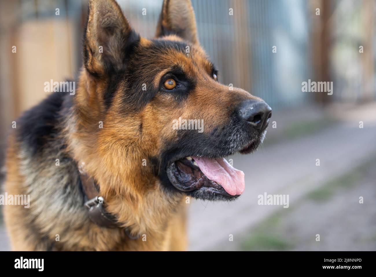 Beautiful german shepherd dog outdoor Stock Photo - Alamy