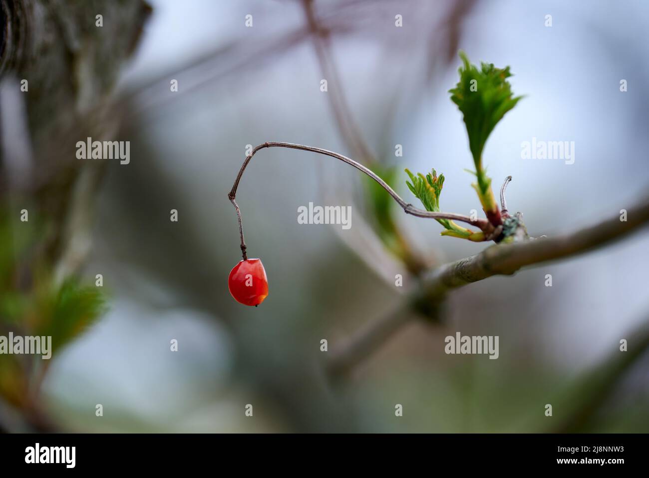 Dried red rowan berries hi-res stock photography and images - Alamy