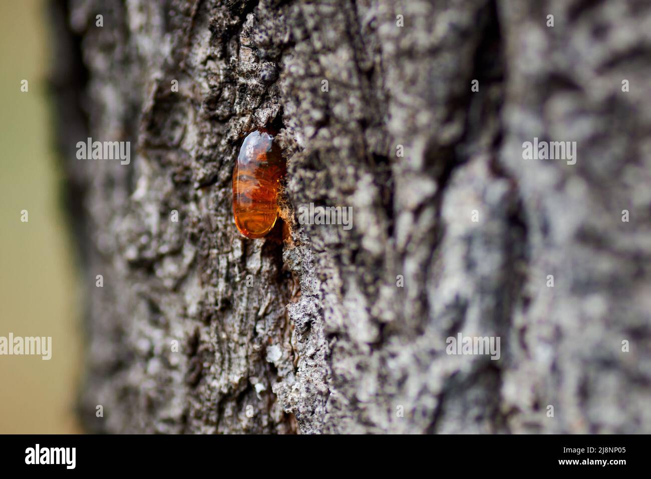 drop of wood resin Stock Photo - Alamy