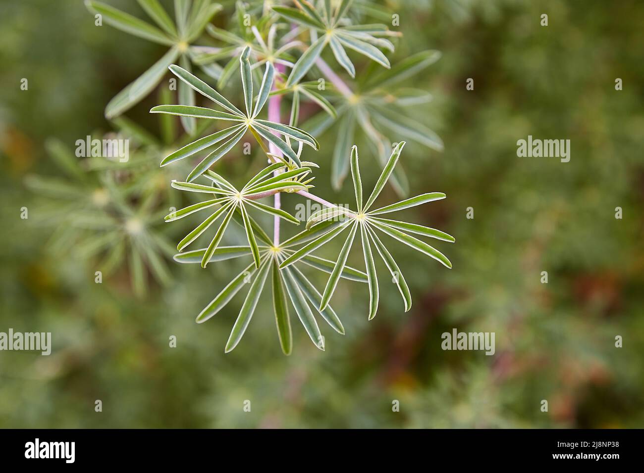 Small green leaves of a plant Stock Photo - Alamy