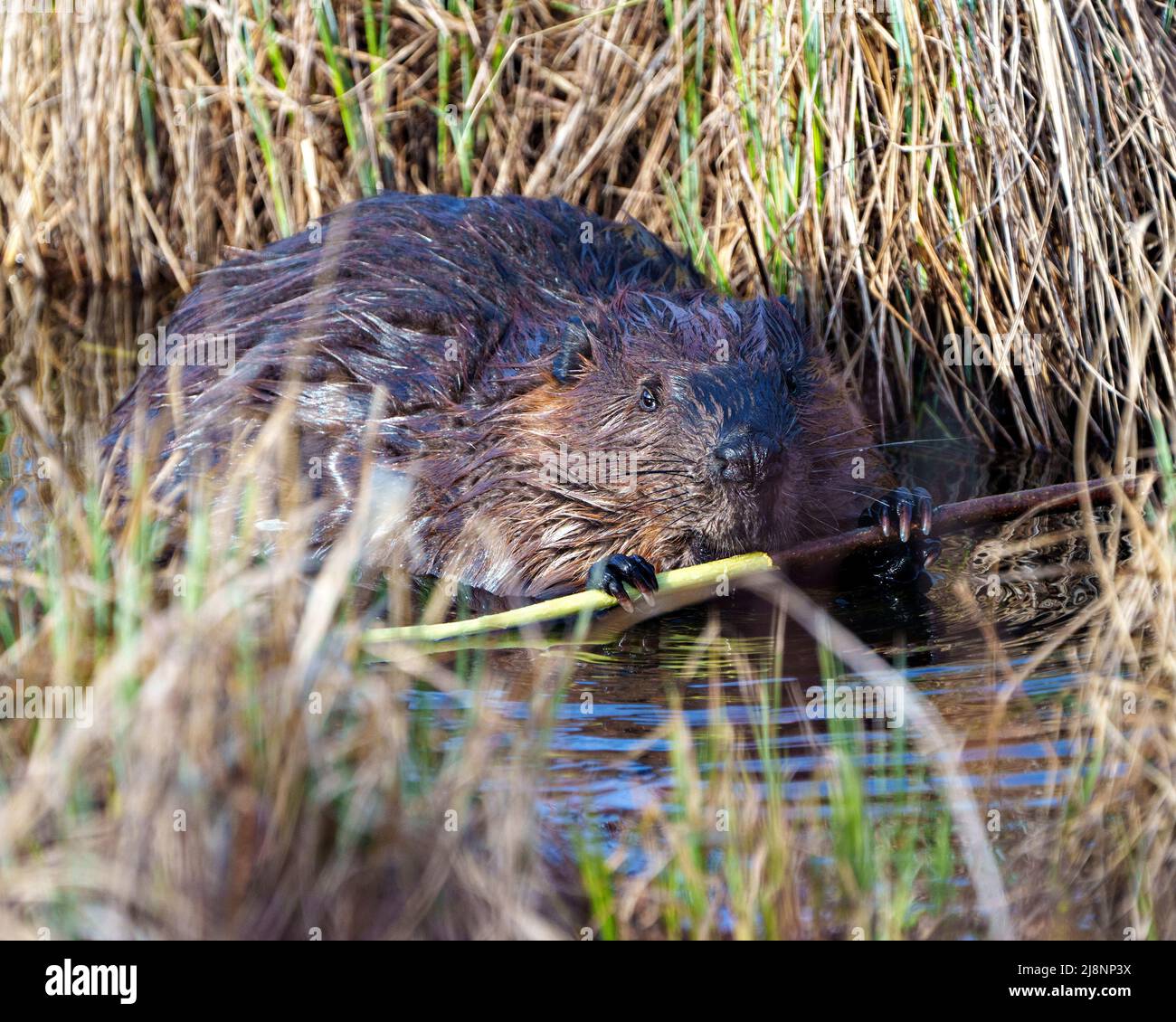 Beaver close-up profile view eating tree bark of twig in the pond with ...