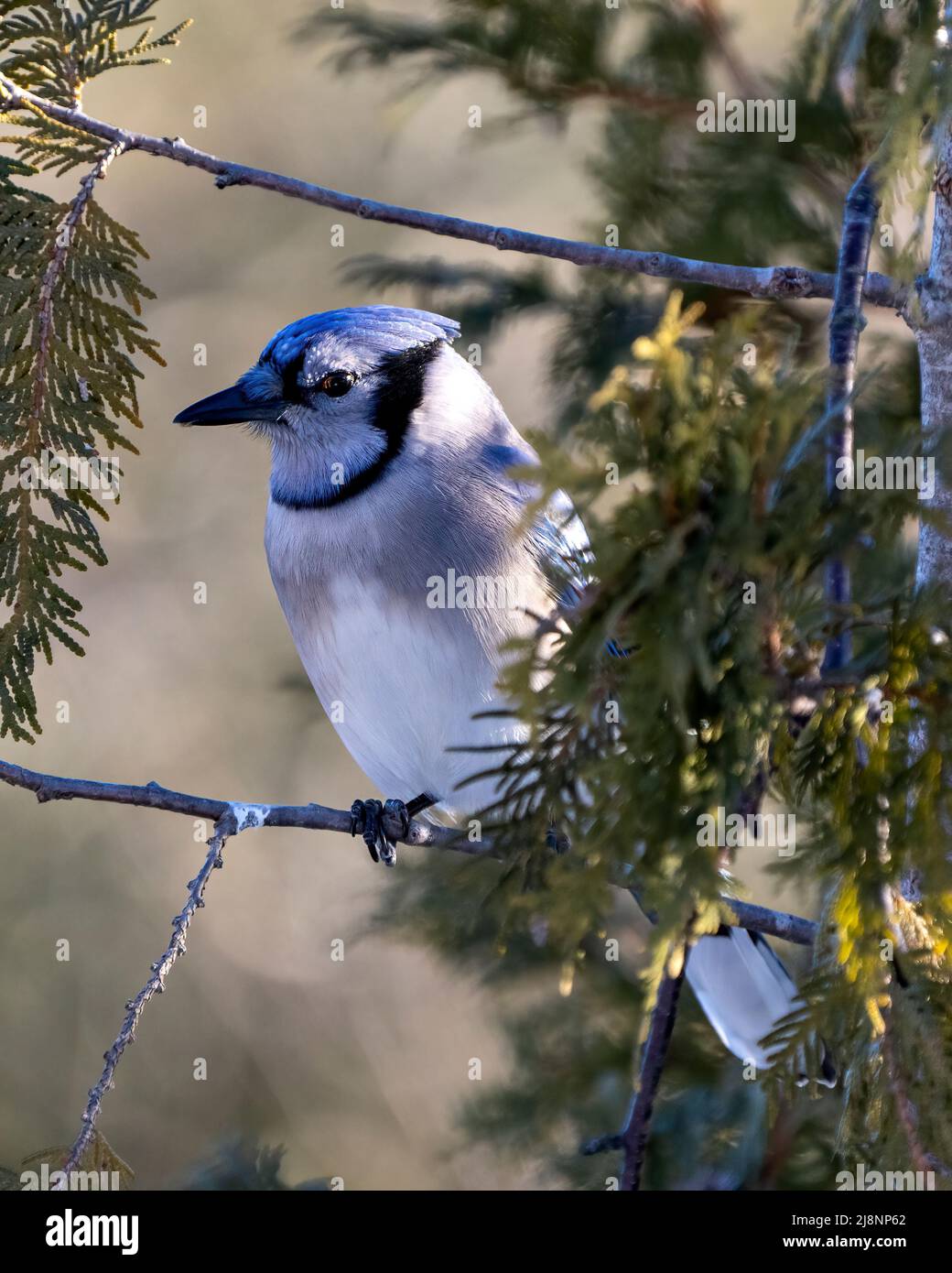 Blue Jay bird close-up perched on a cedar tree branch with a blur ...