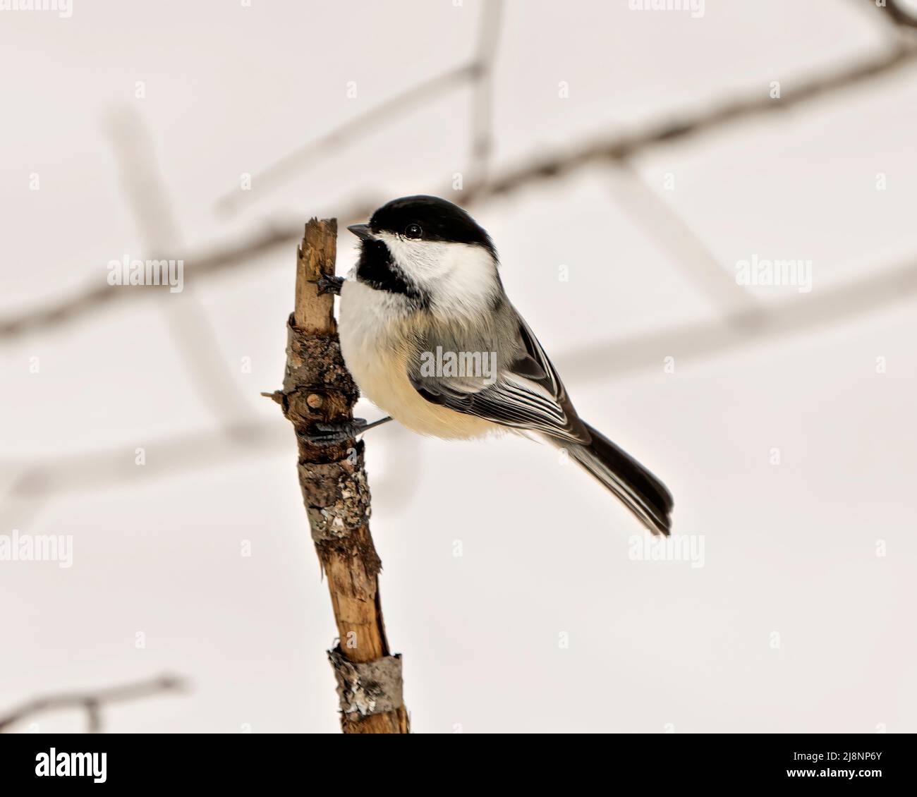Chickadee magnificent bird hi-res stock photography and images - Alamy