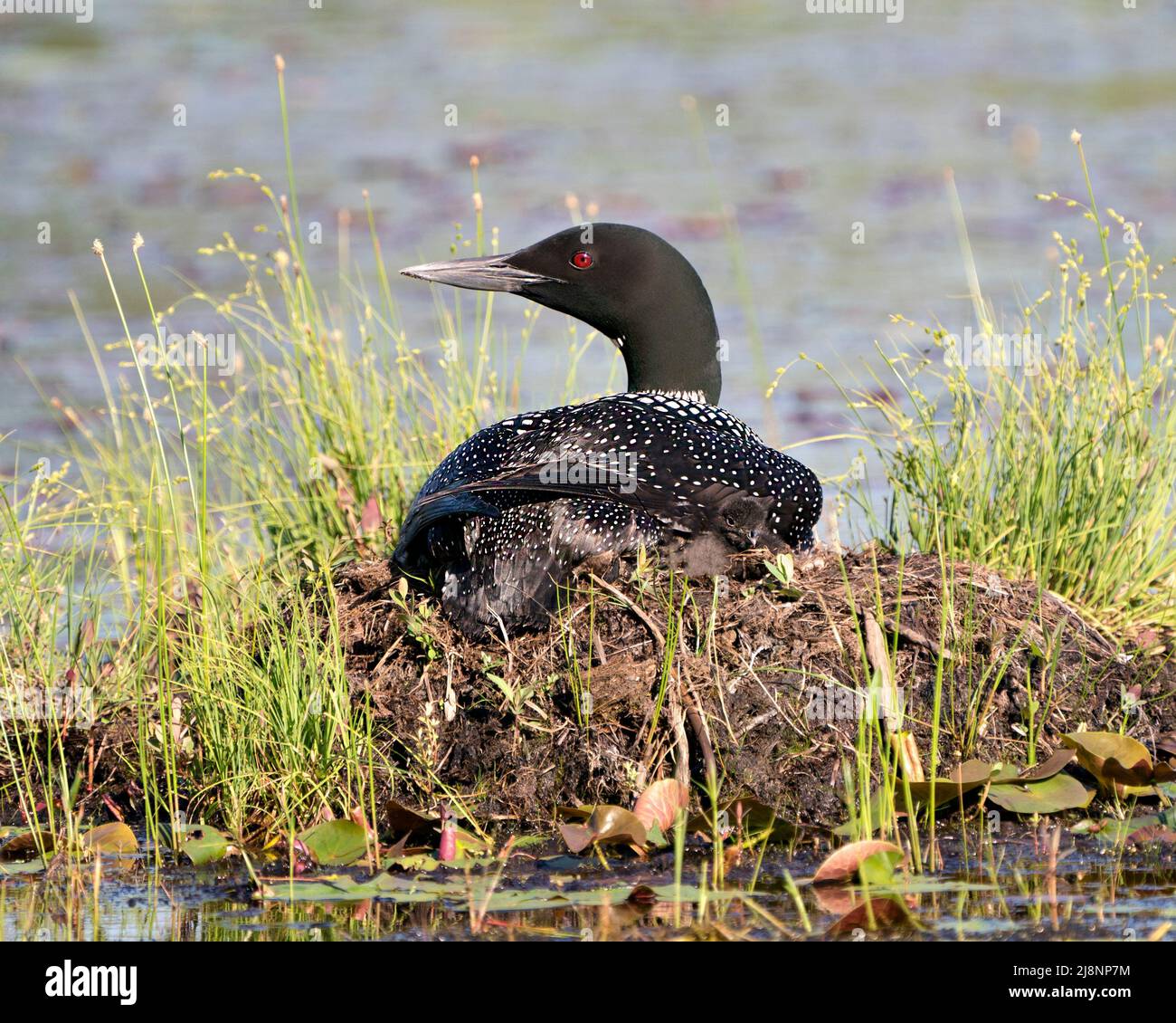 Common Loon with one day baby chick under her feather wings on the nest ...