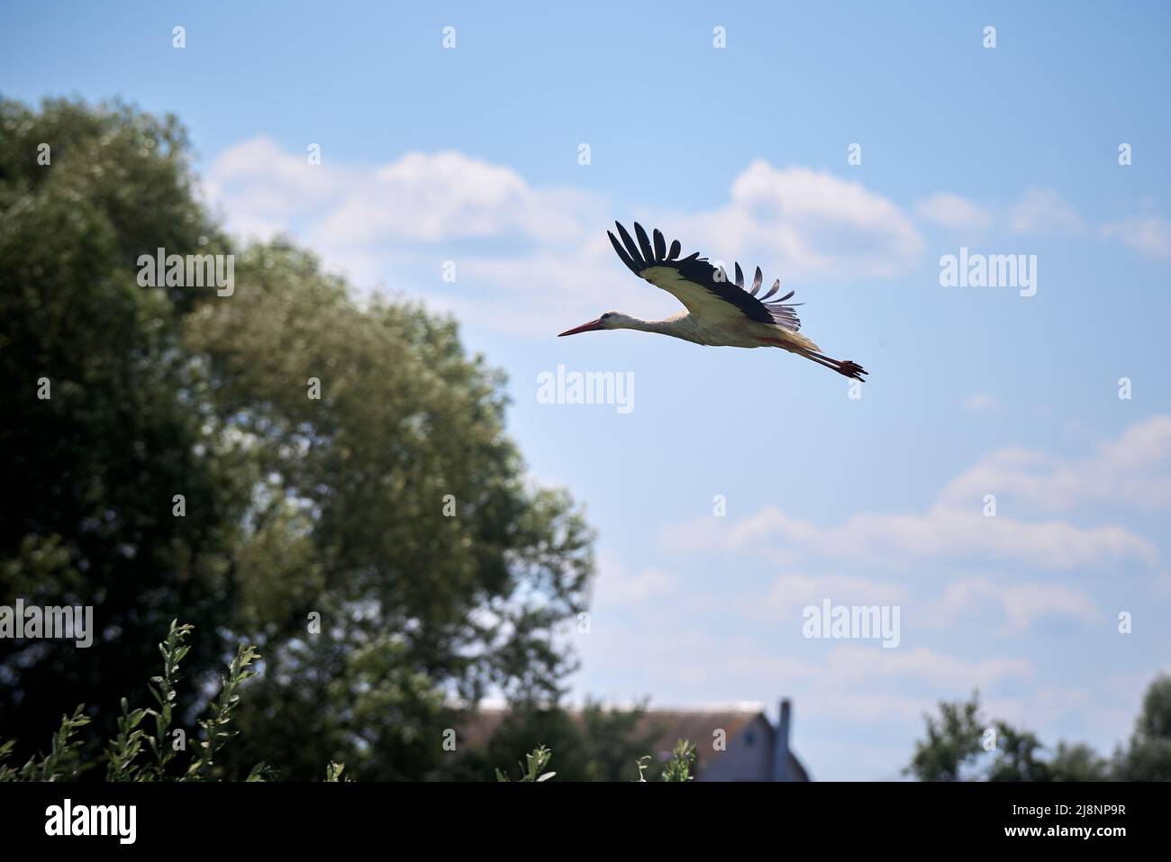 stork in flight in Ukraine Stock Photo - Alamy