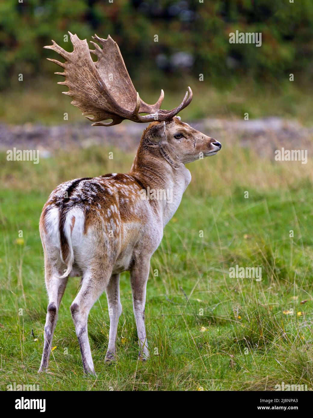 Rear view of deer hi-res stock photography and images - Alamy