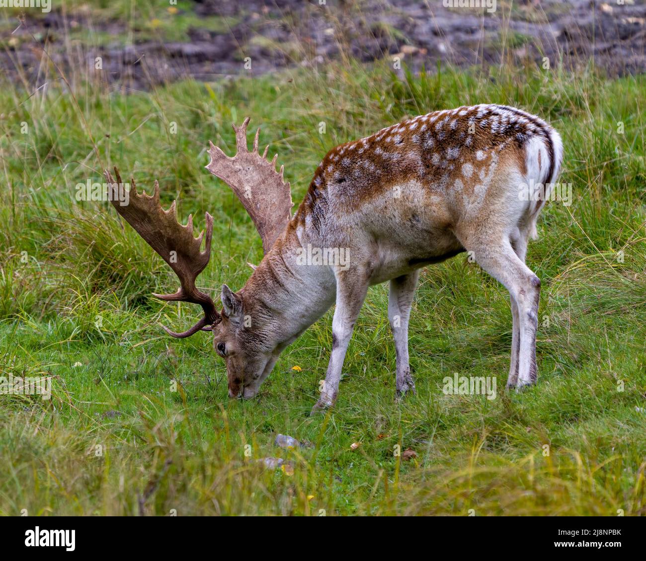 Deer Fallow close-up side profile feeding in the field with a blur ...