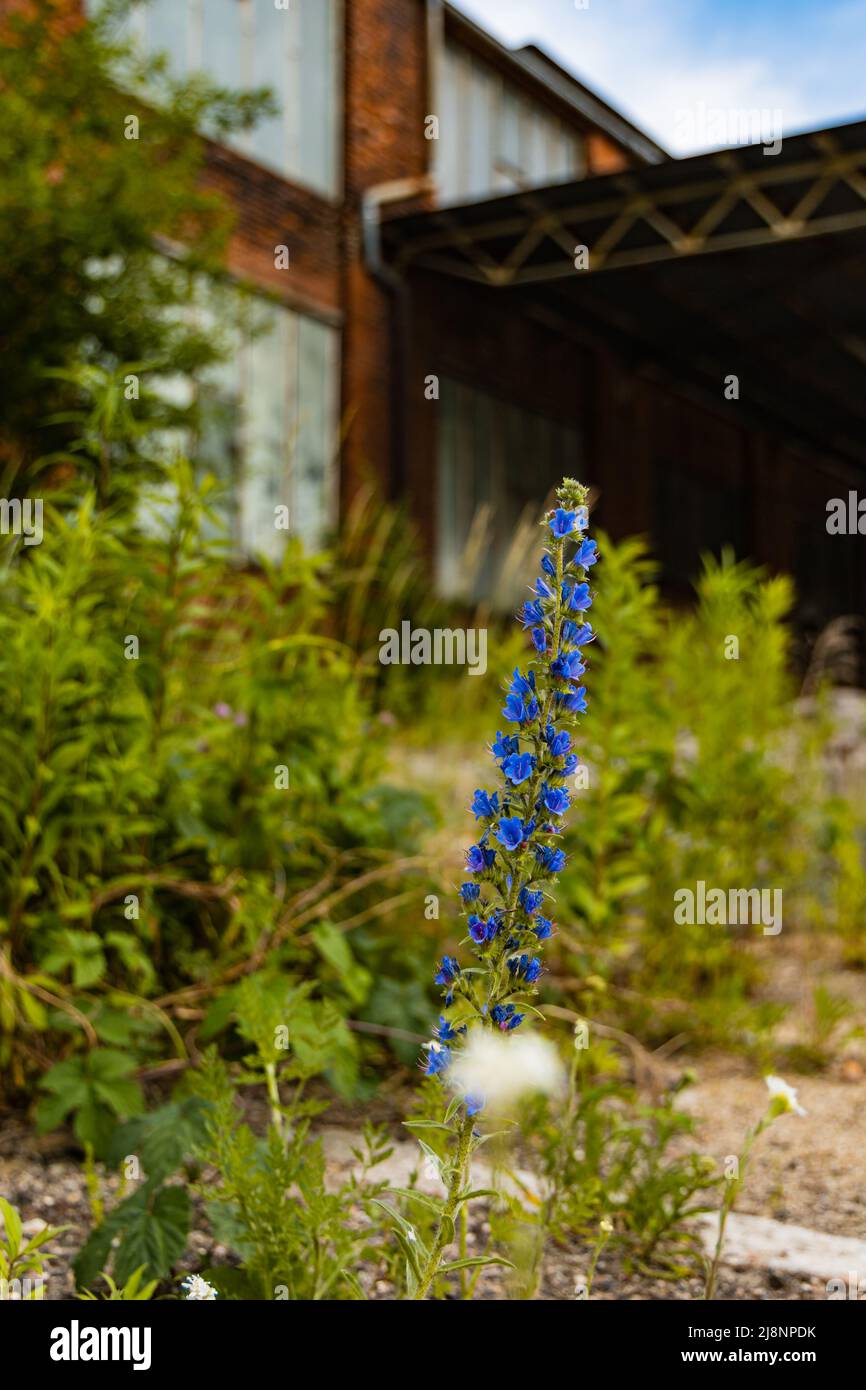 Beautiful tiny blue flowers on long green stalk Stock Photo - Alamy