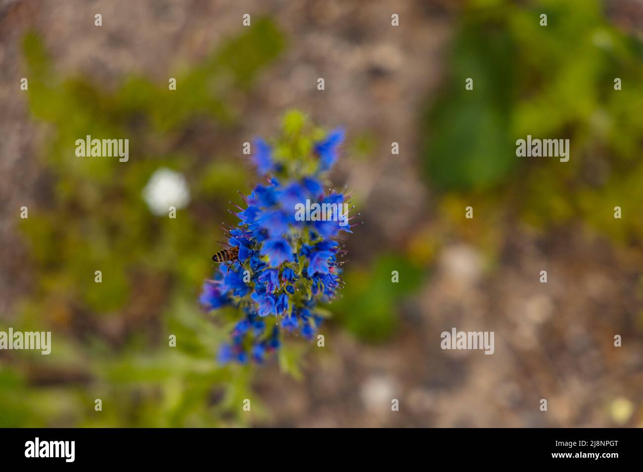 Beautiful tiny blue flowers on long green stalk Stock Photo - Alamy