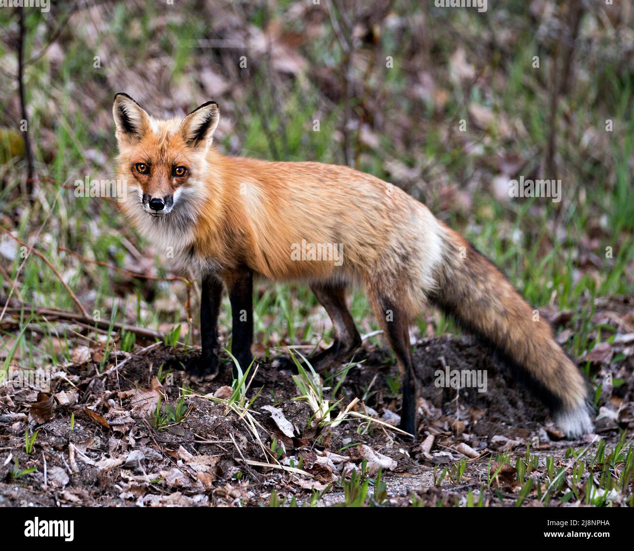 Red fox close-up profile side view looking at camera with a blur ...
