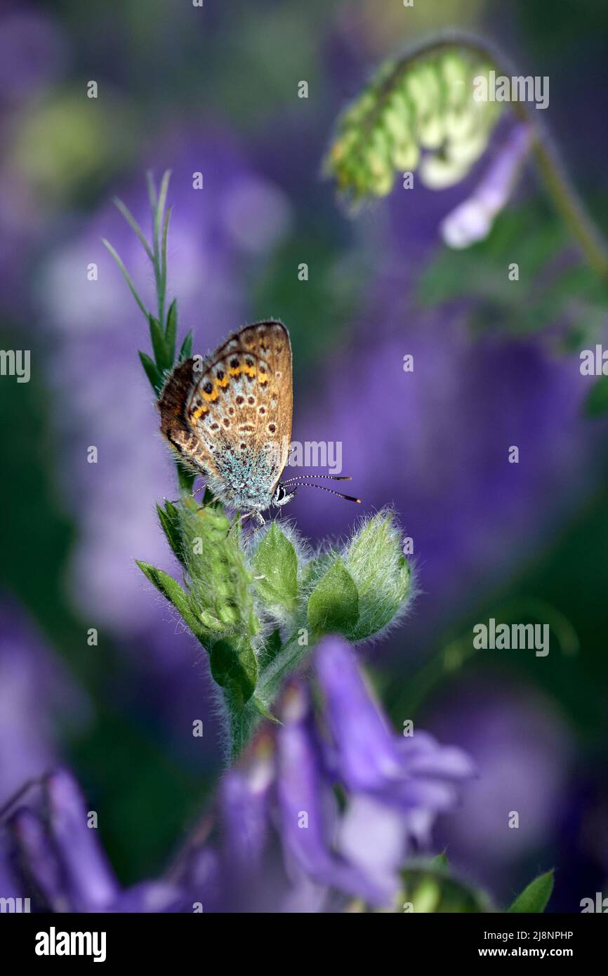 Thersites hi-res stock photography and images - Alamy