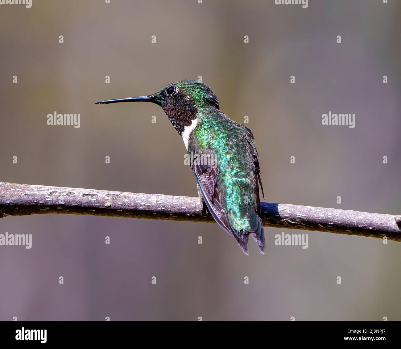 Hummingbird close-up view perched on a branch displaying beautiful ...