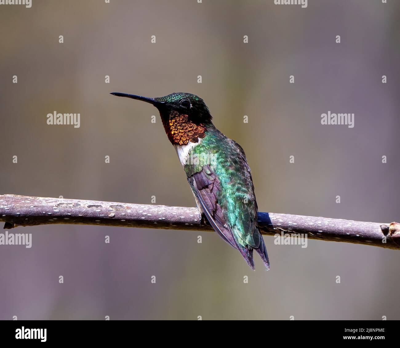 Hummingbird close-up view perched on a branch displaying beautiful ...