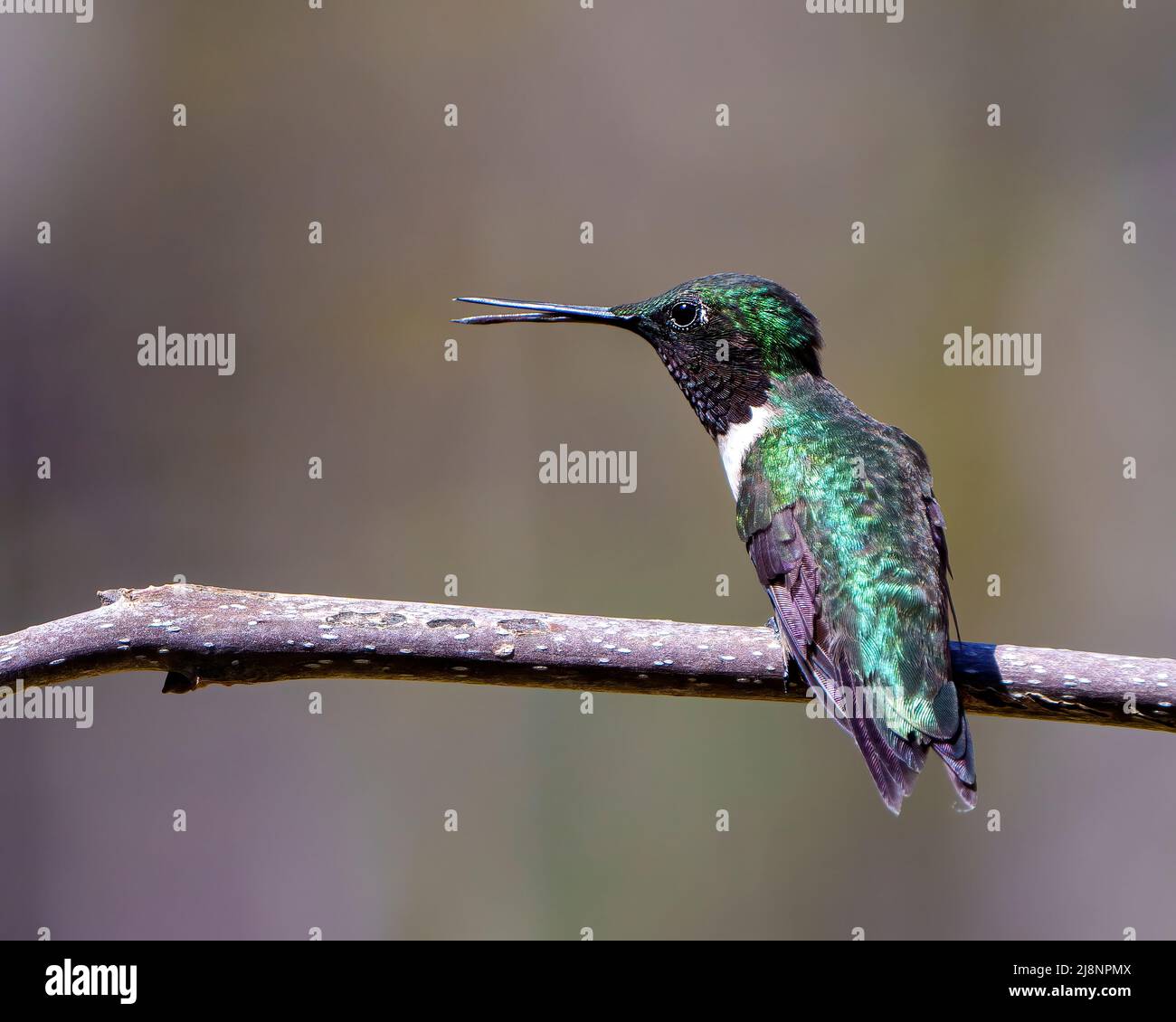 Hummingbird close-up view perched on a branch displaying beautiful ...