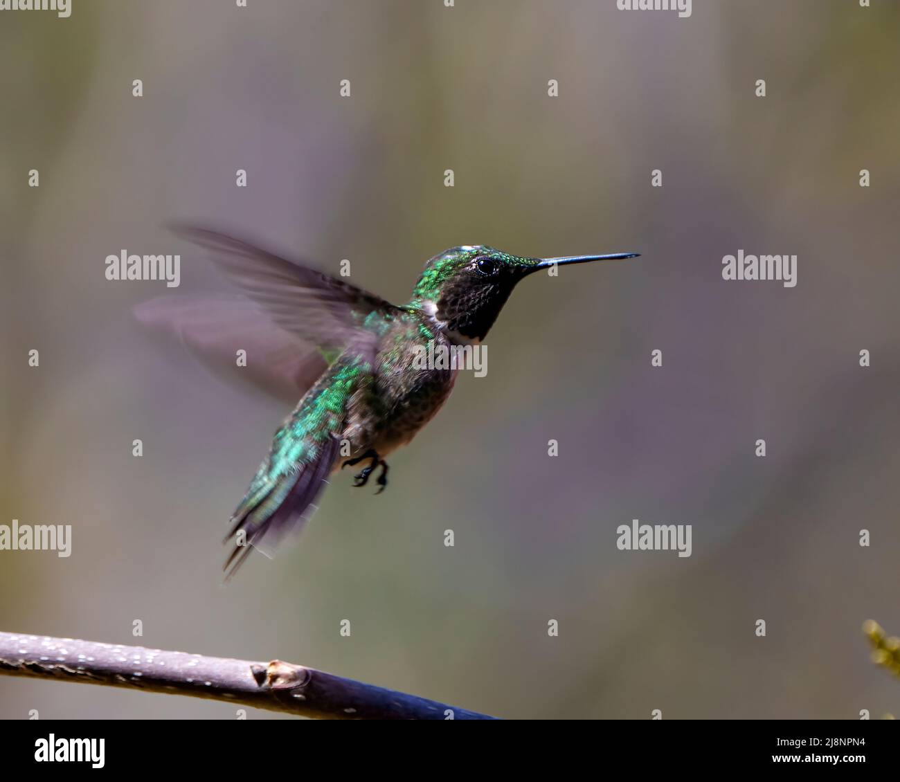 Hummingbird flying with a blur background displaying spread wings and ...
