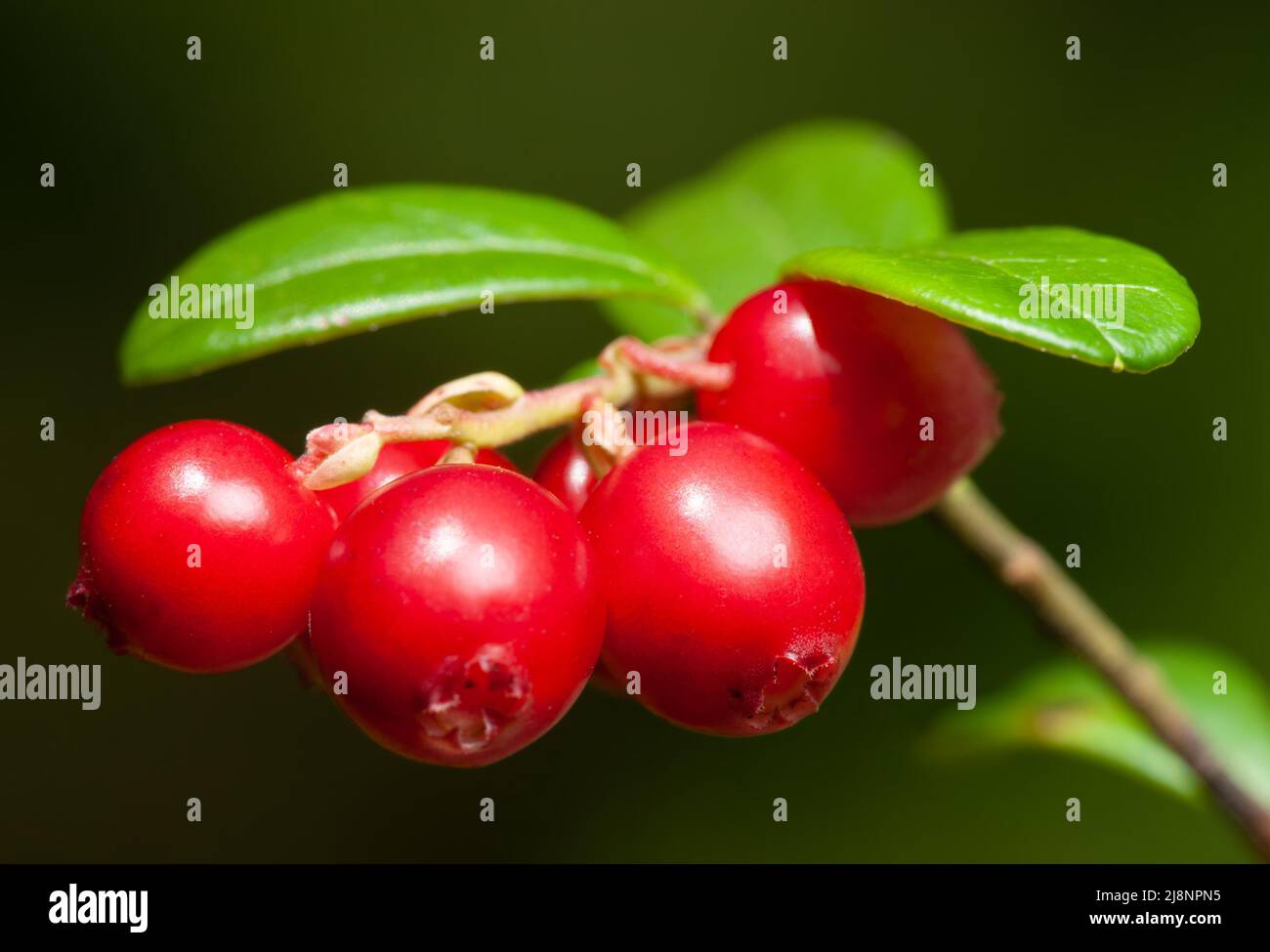 Nature of Europe - large ripe red lingonberries (cowberry) on a branch ...