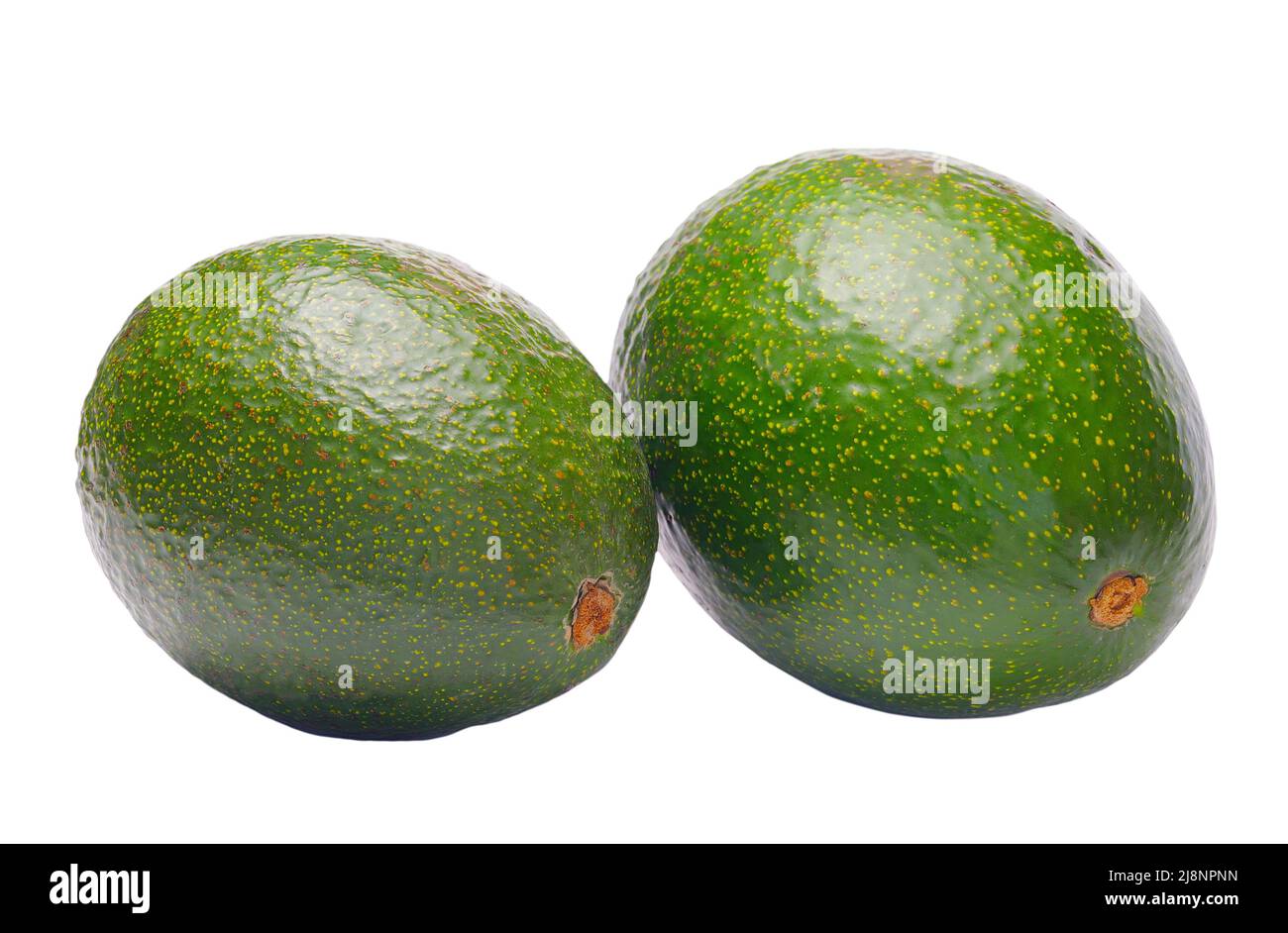 Two green round avocado fruits (Persea americana) isolated on white background Stock Photo - Alamy