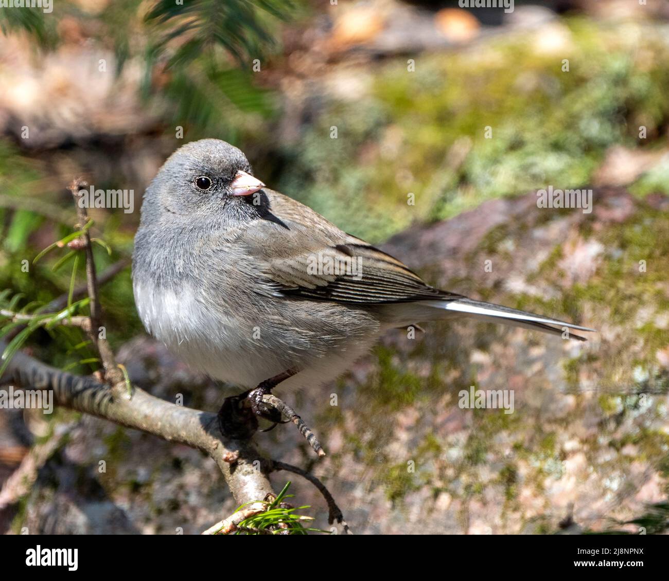 Junco bird perched on a branch displaying grey feather plumage, head ...