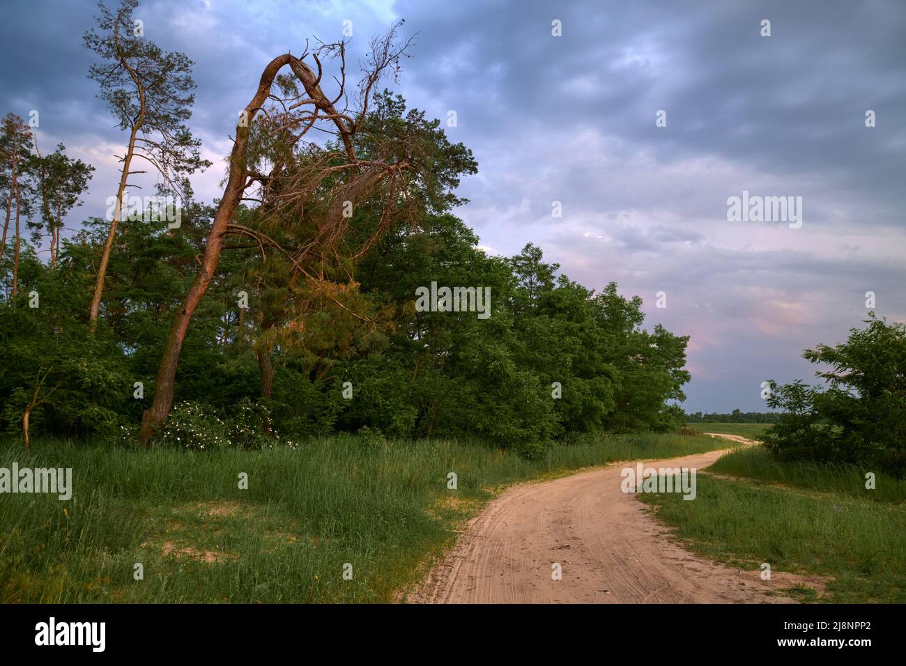 road in the countryside near a forest before the rain Stock Photo - Alamy