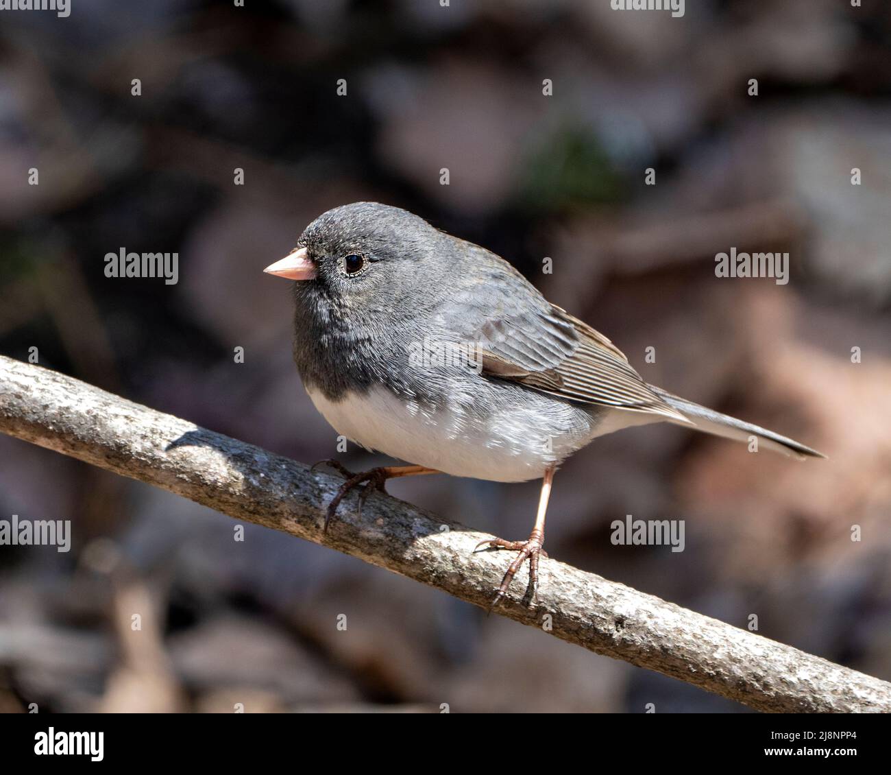 Junco bird perched on a branch displaying grey feather plumage, head ...