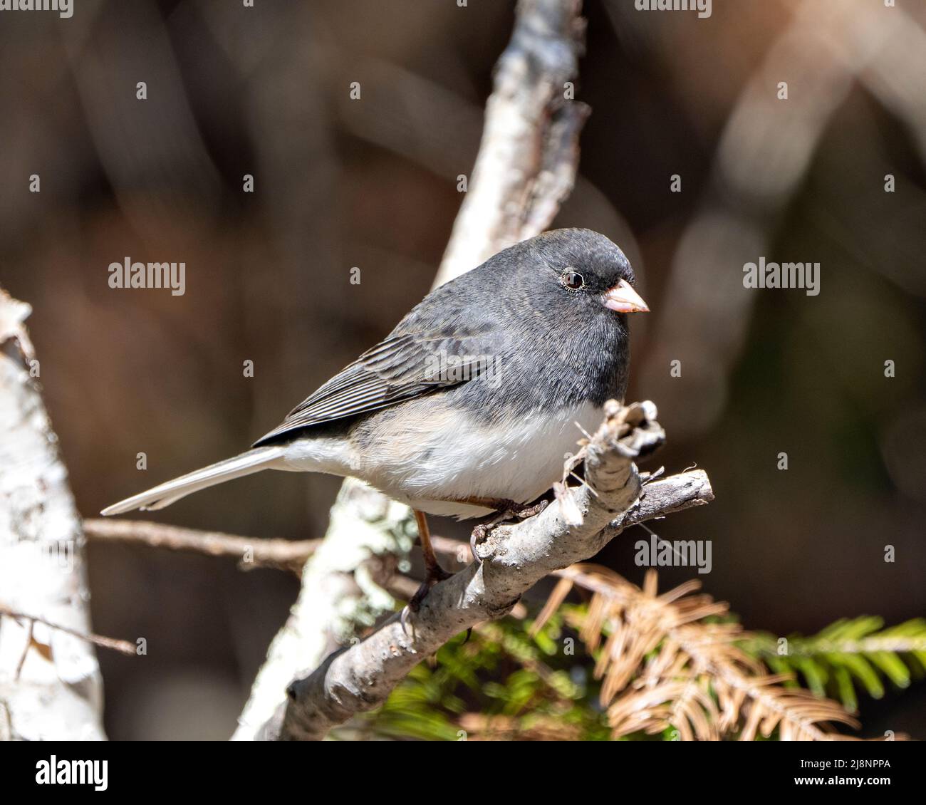 Junco bird perched on a branch displaying grey feather plumage, head ...