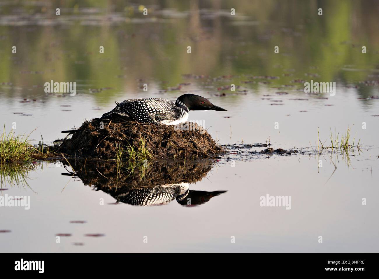 Loon nesting on its nest with marsh grasses, mud and water with a reflection in its environment ...