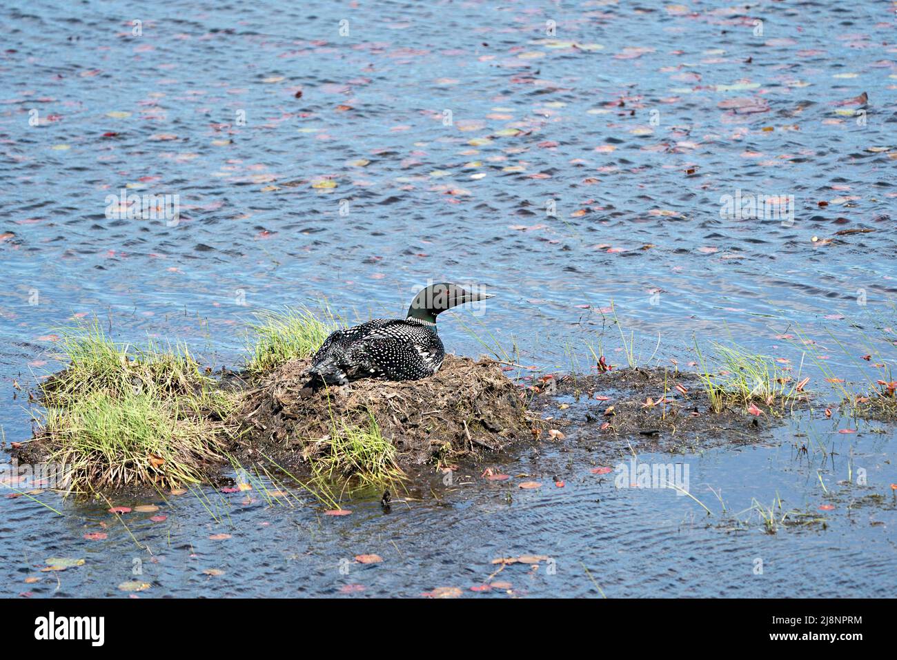 Common Loon nesting and guarding the nest by the lake shore in its ...