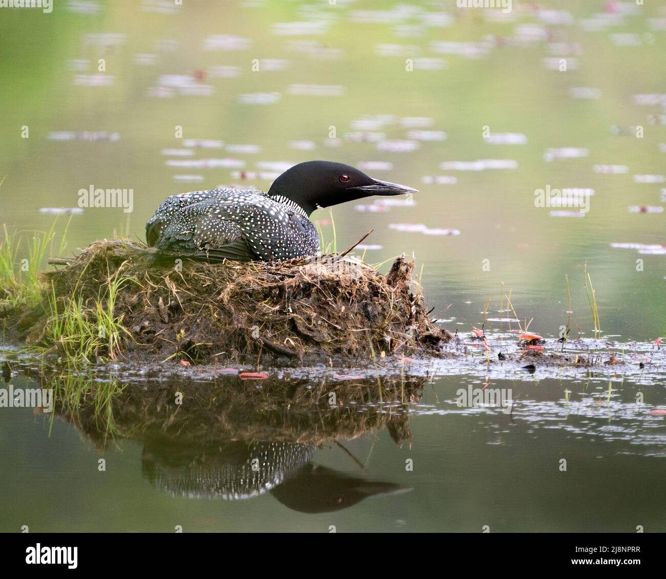 Loon nesting on its nest with marsh grasses, mud and water in its environment and habitat ...
