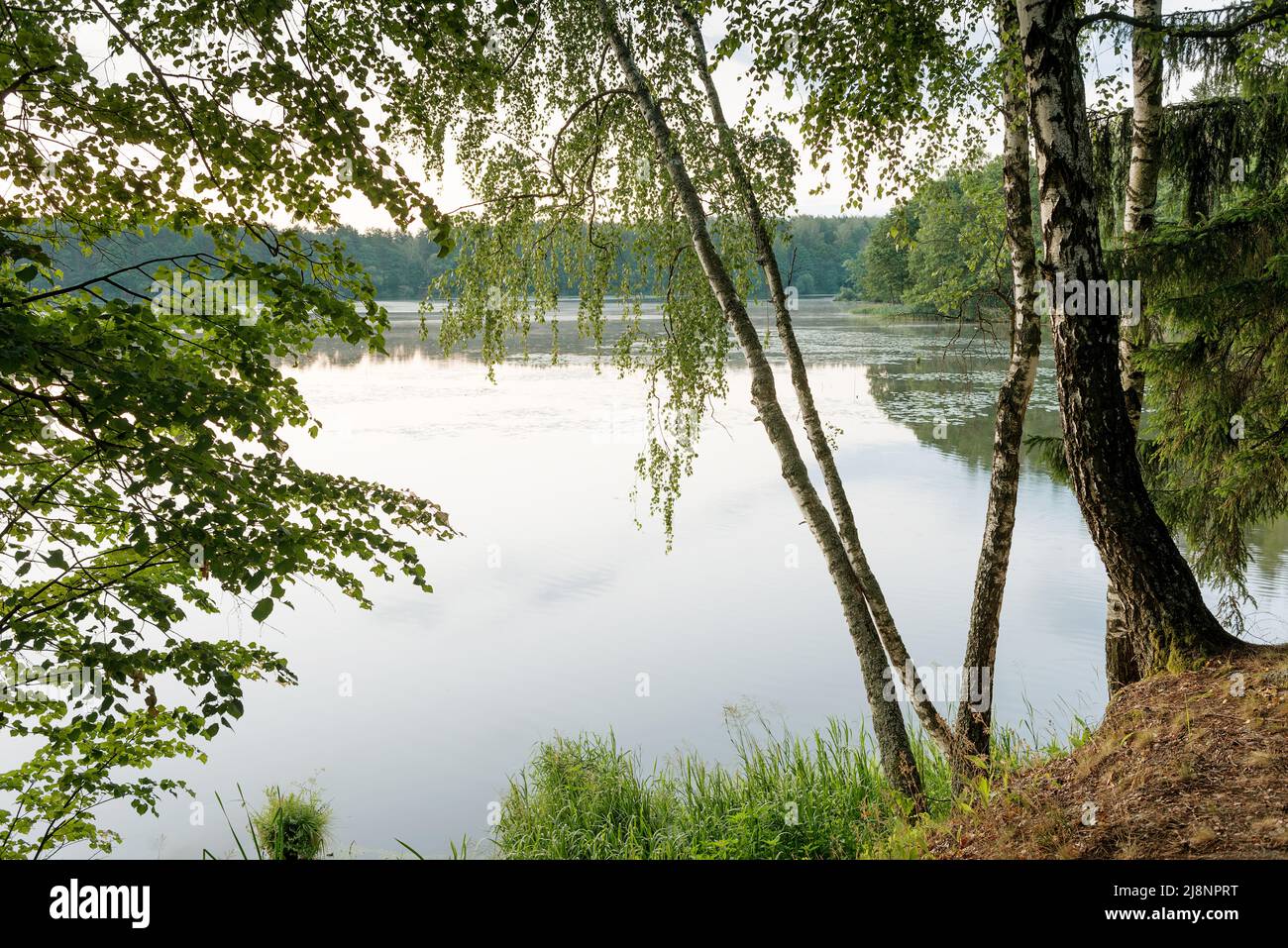 Nature of Belarus, calm serene summer landscape on the lake Stock Photo ...