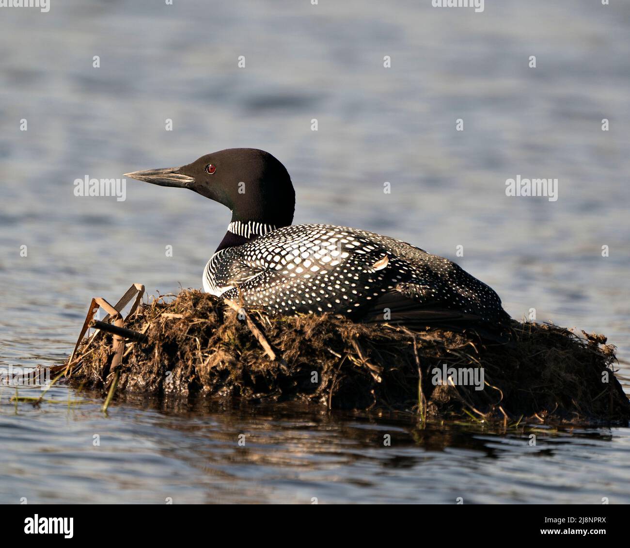 Loon nesting on its nest with marsh grasses, mud and water in its ...