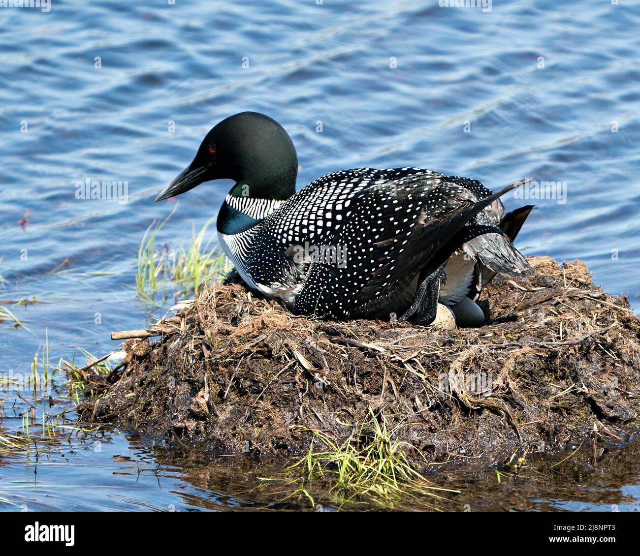 Loon nesting and protecting brood eggs in its environment and habitat ...