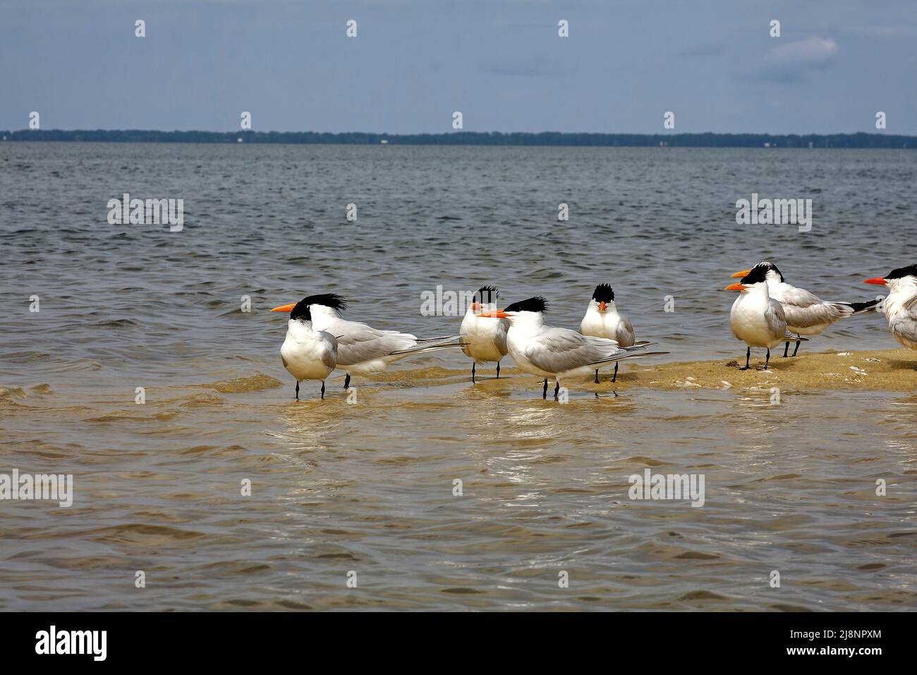 8 Royal Terns; birds on sand spit; water; wildlife, animal, distant ...
